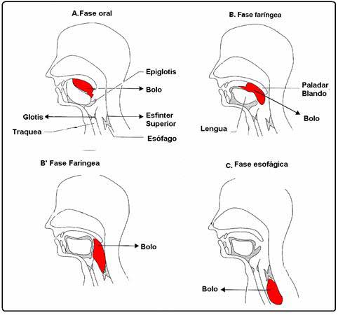 Fonoaudiología: Área de Deglución.